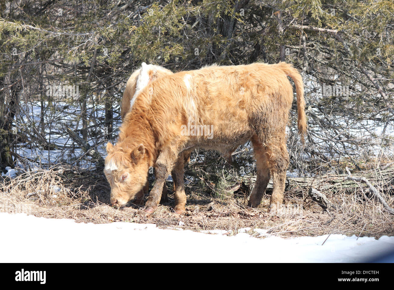 Bull sniffing at cow hi-res stock photography and images - Alamy