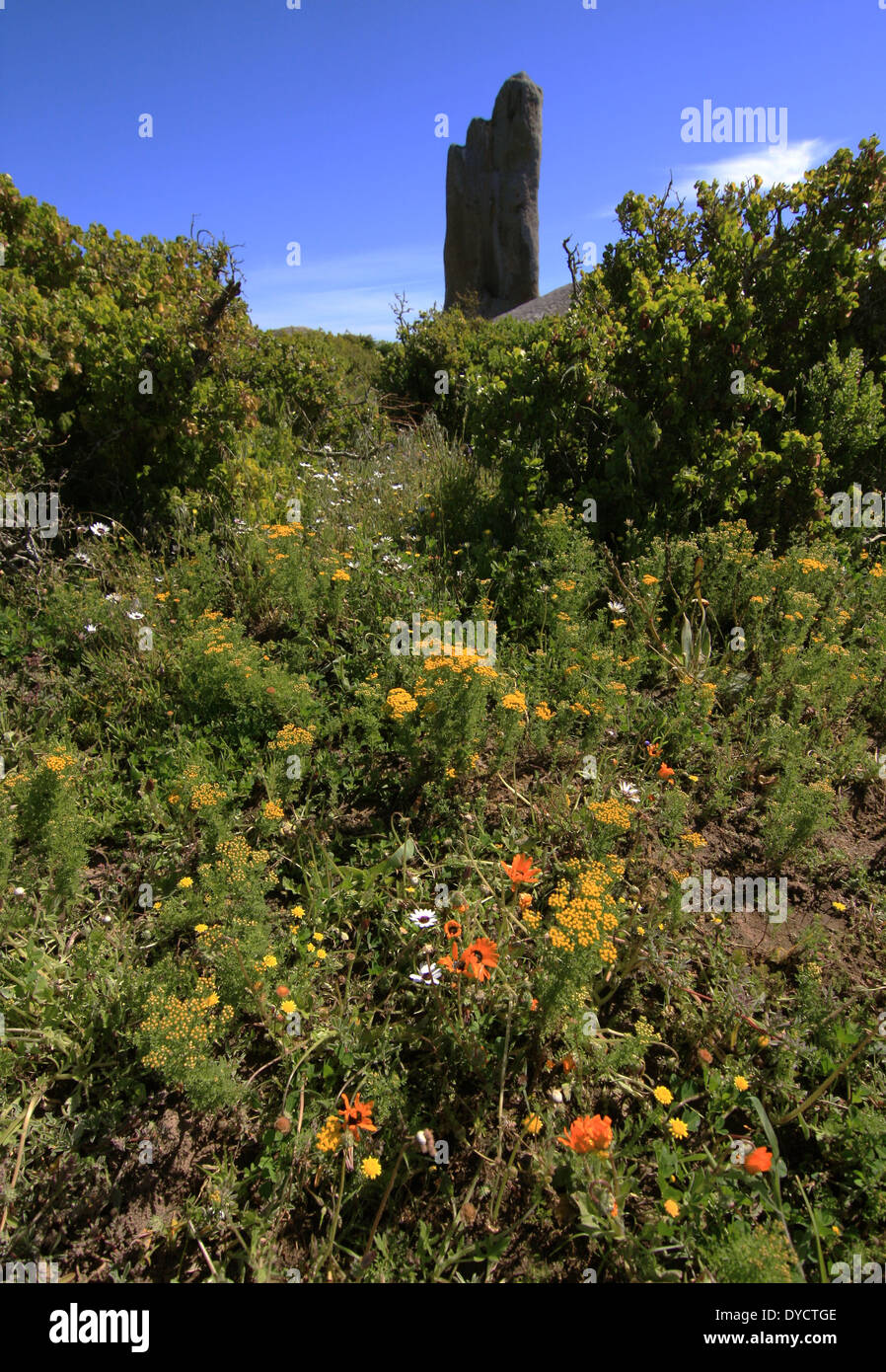 A rock formation amongst the fynbos of the West Coast National Park ...