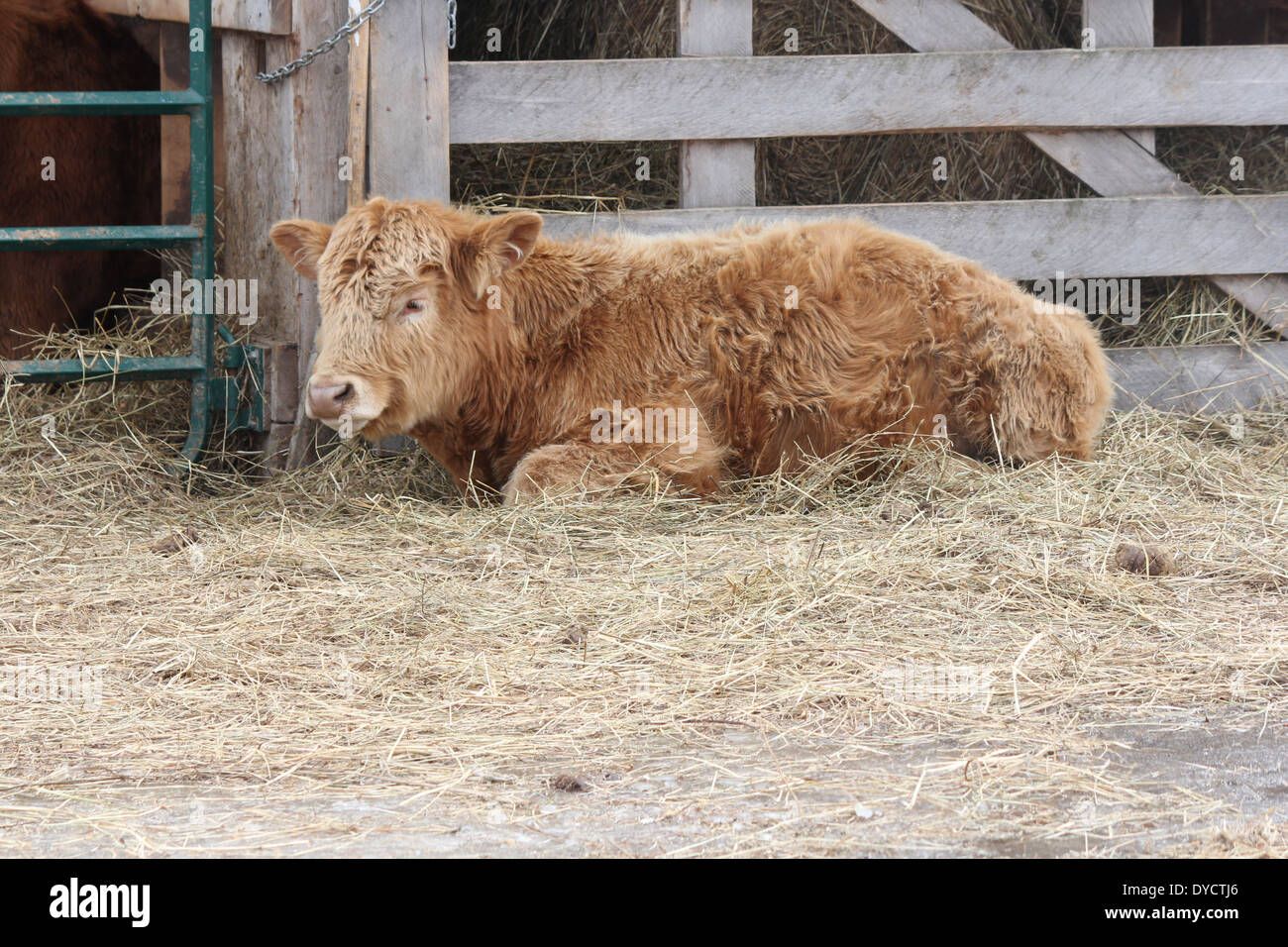 Cow standing outside gate hi-res stock photography and images - Alamy