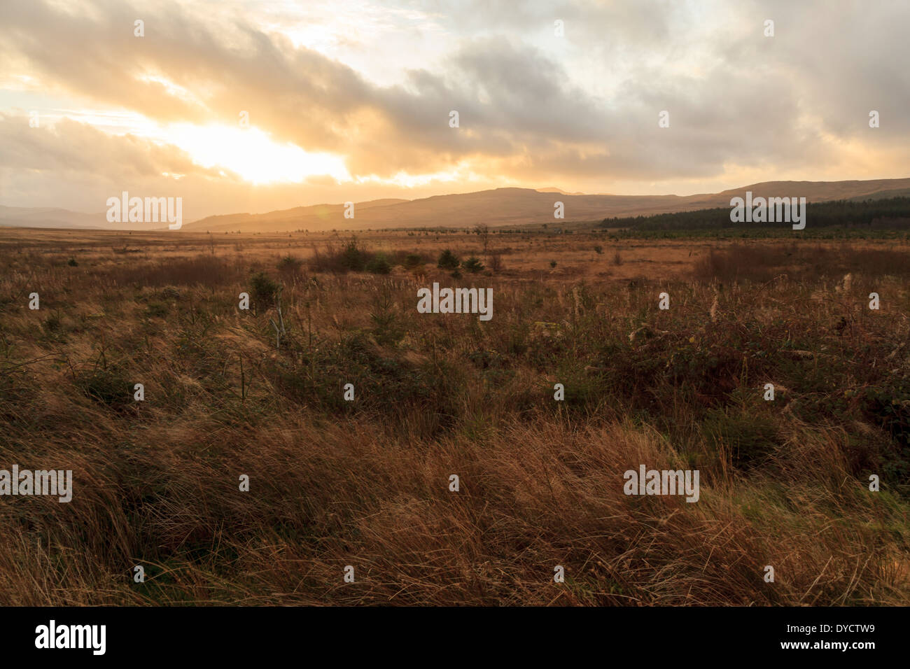 Rhinogs hi-res stock photography and images - Alamy
