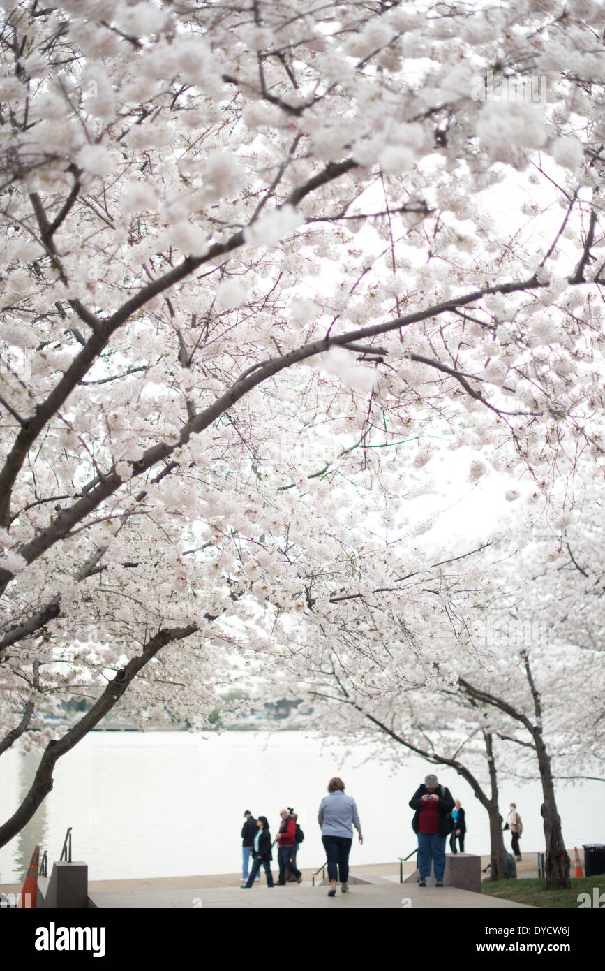 Cherry blossoms in dc timing hi-res stock photography and images - Alamy