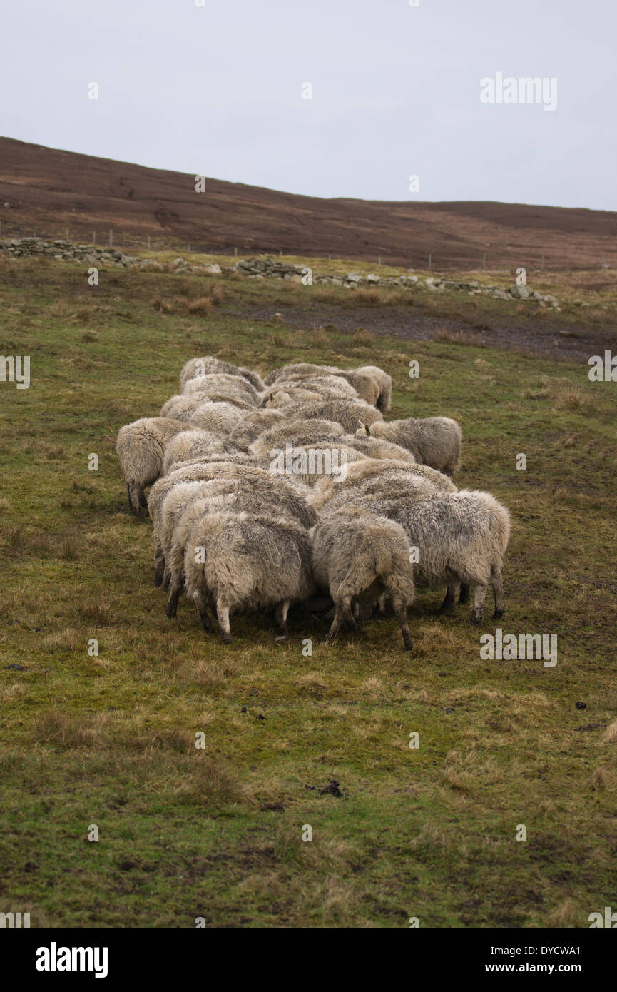 Feeding sheep hi-res stock photography and images - Alamy
