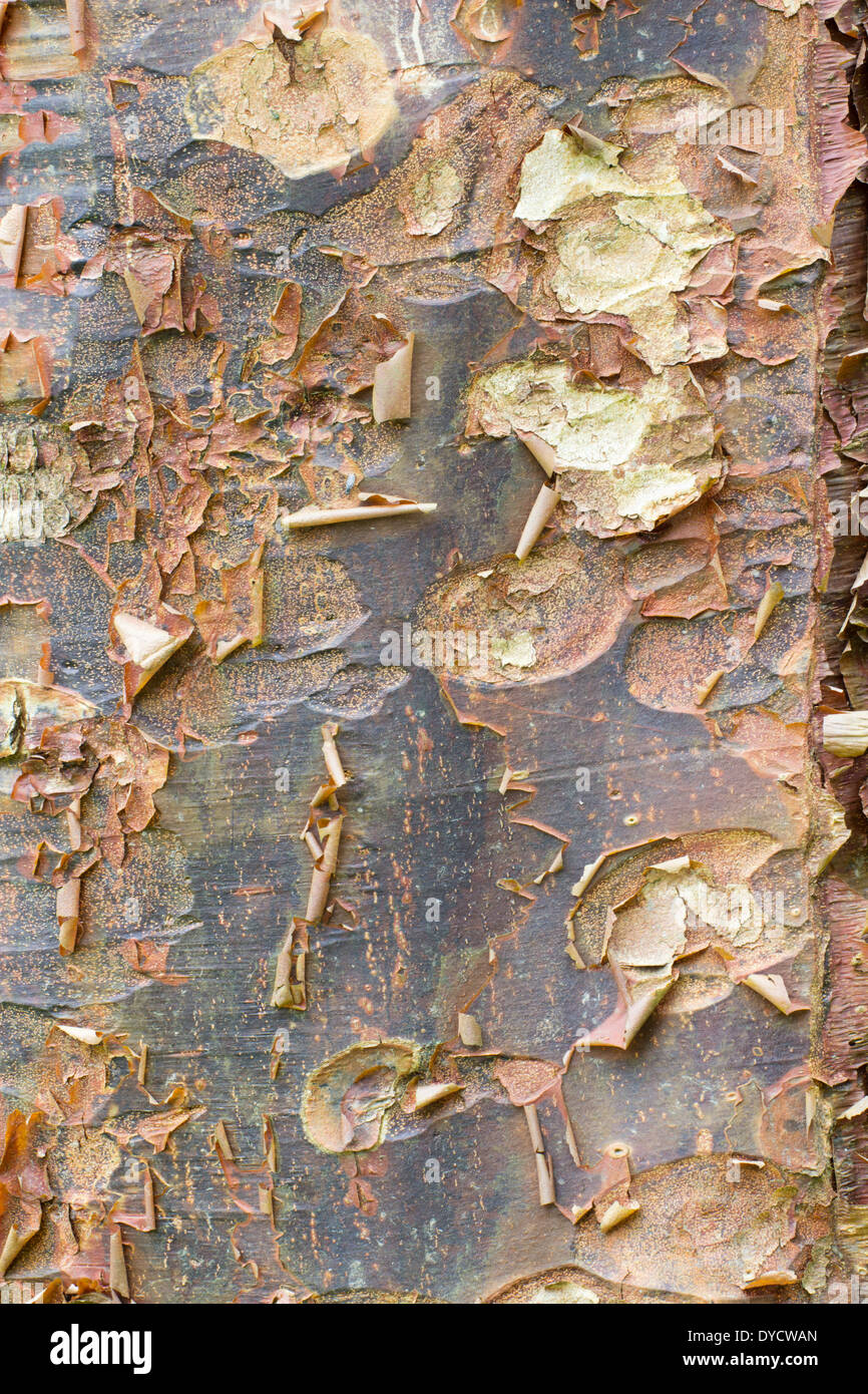 Peeling tree bark of acer tree hi-res stock photography and images - Alamy