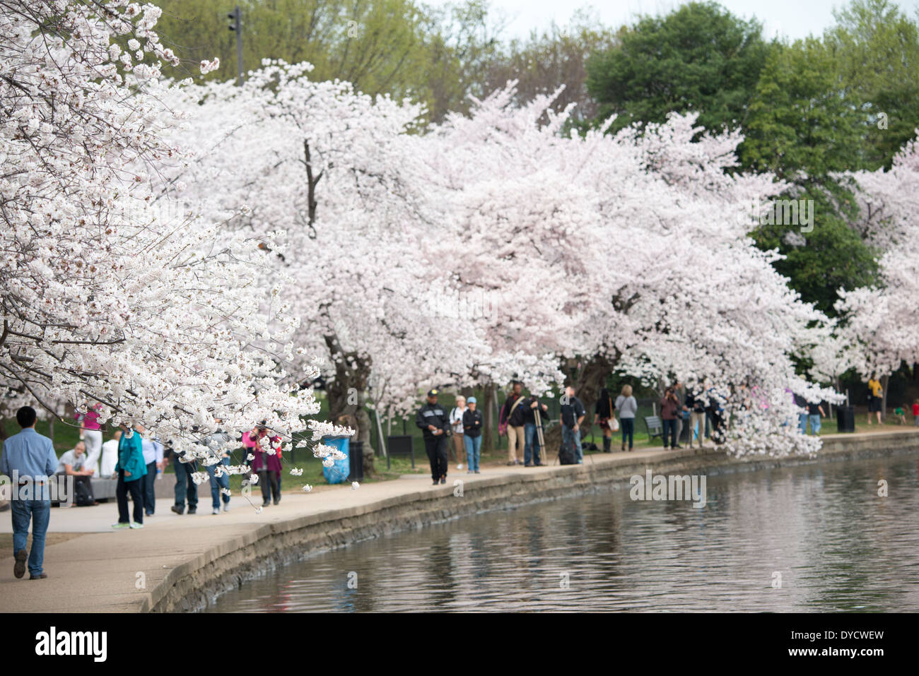Tidal tree hi-res stock photography and images - Alamy