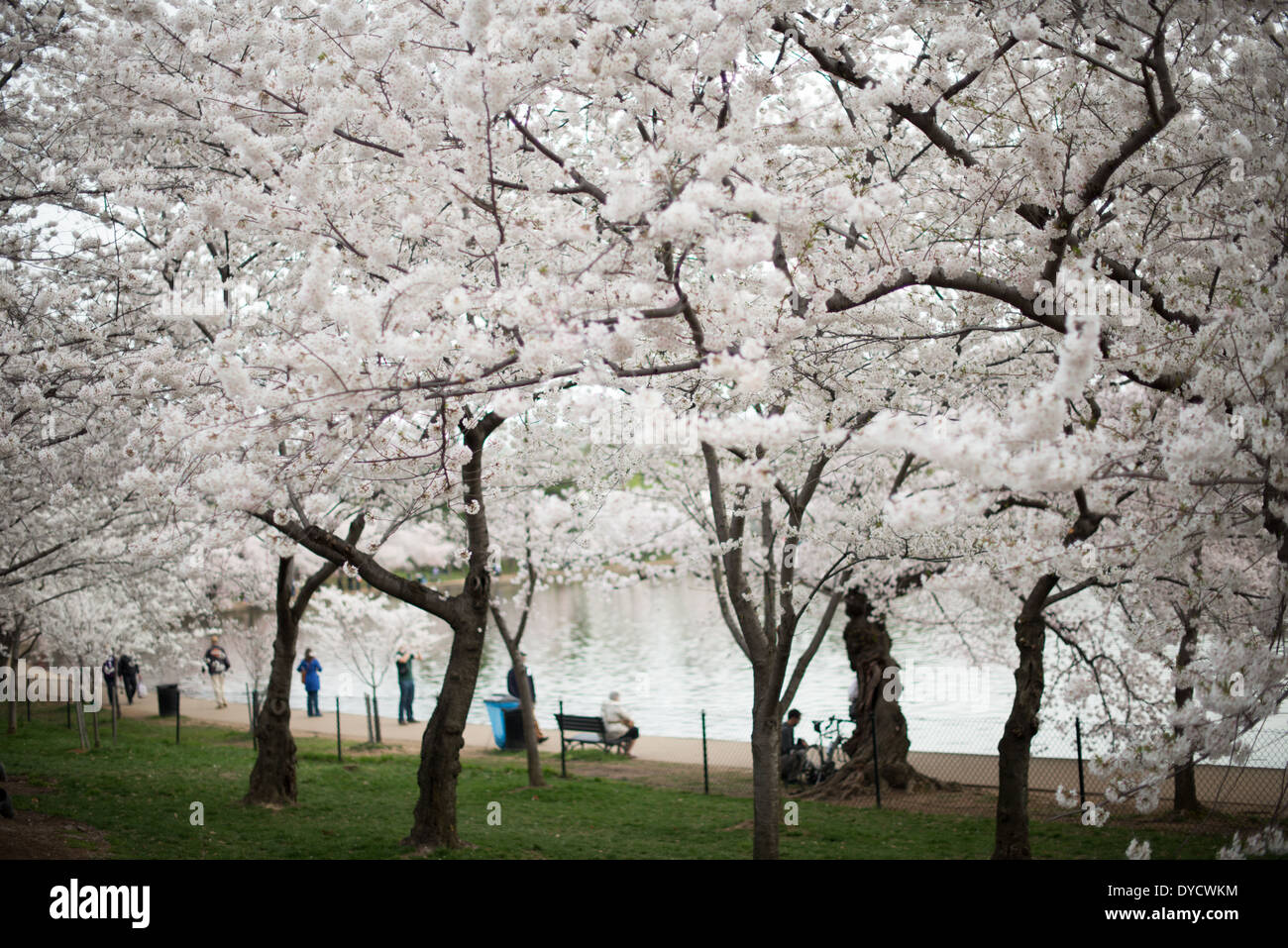 Washington dc cherry tree hi-res stock photography and images - Alamy
