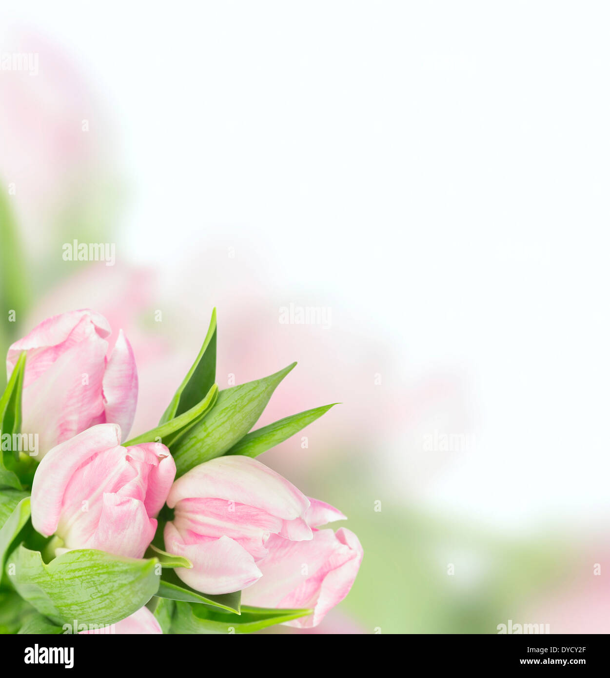 posy of tulips floral boarder on white background Stock Photo - Alamy
