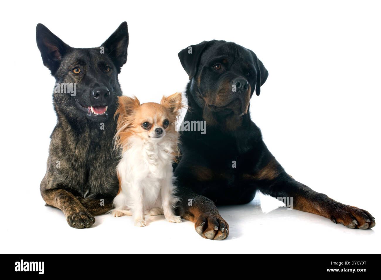 Chiwawa Rottweiler Mix