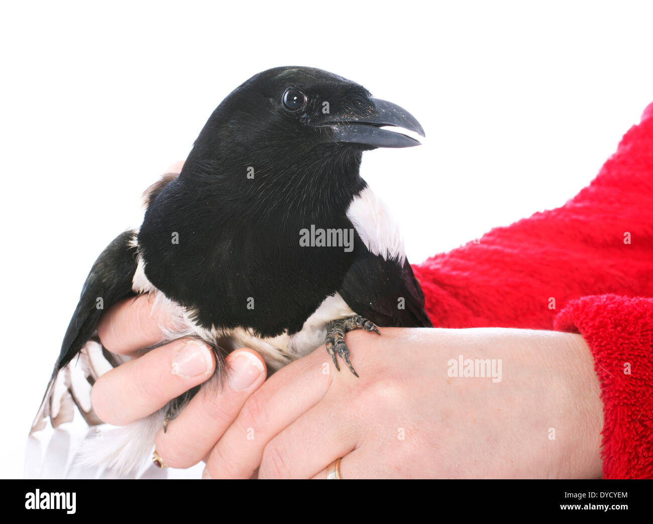 Eurasian Magpie in hand in front of white background Stock Photo - Alamy