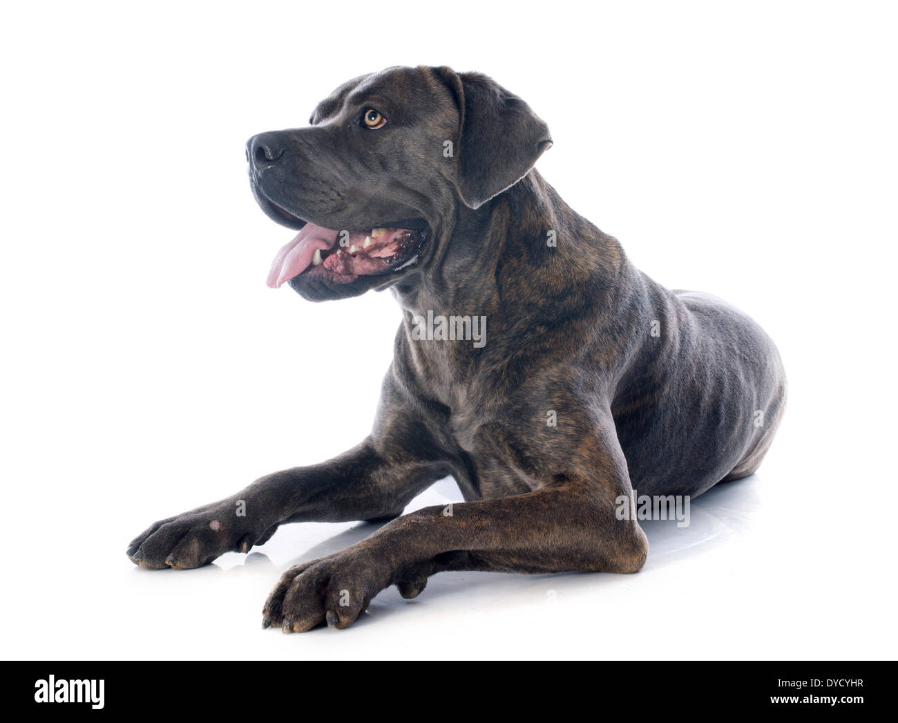 italian mastiff in front of white background Stock Photo - Alamy