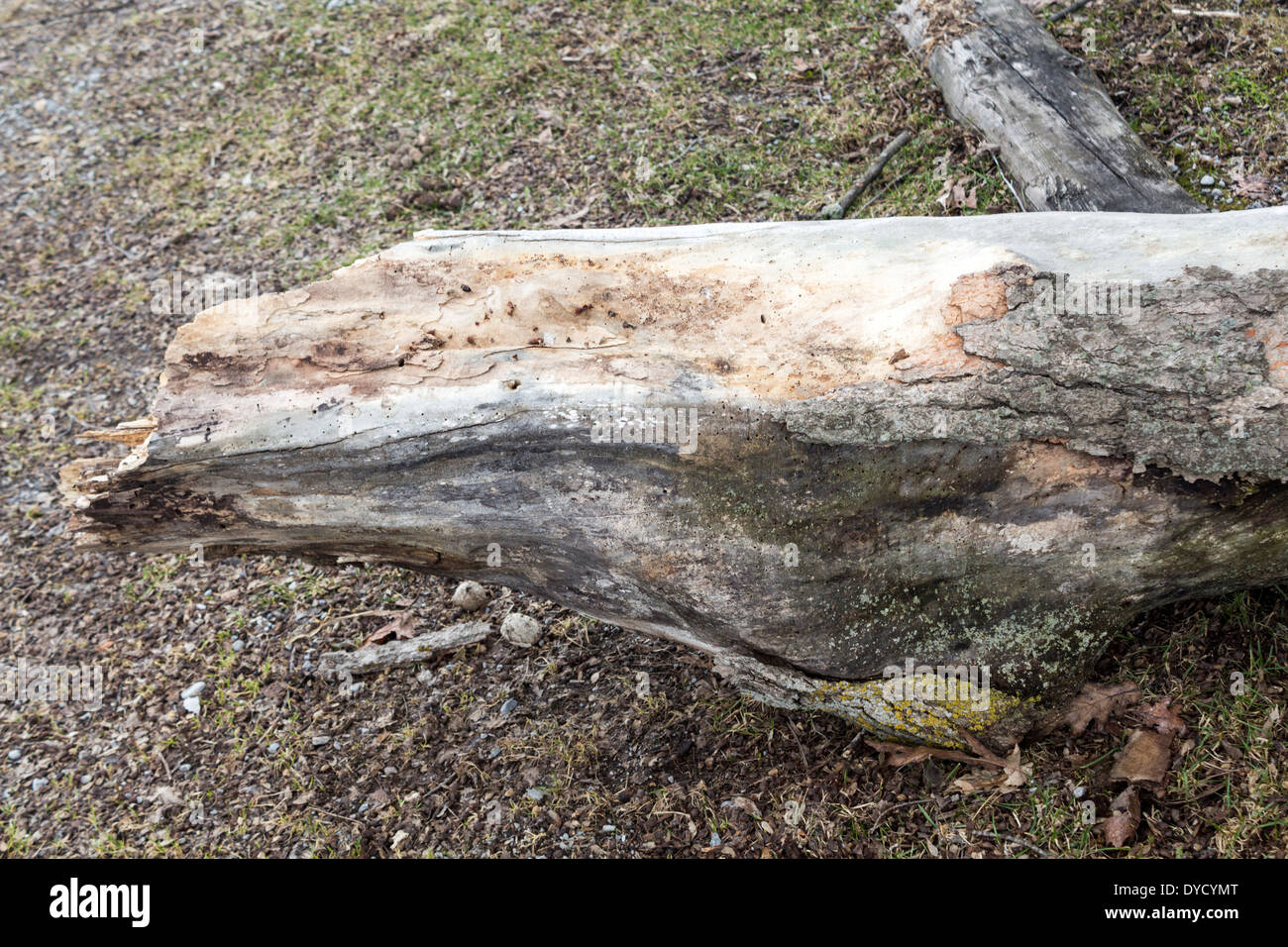 Dead maple tree branch on ground Stock Photo - Alamy