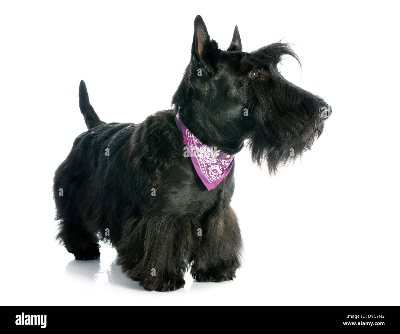 Scottish Terrier in front of white background Stock Photo - Alamy