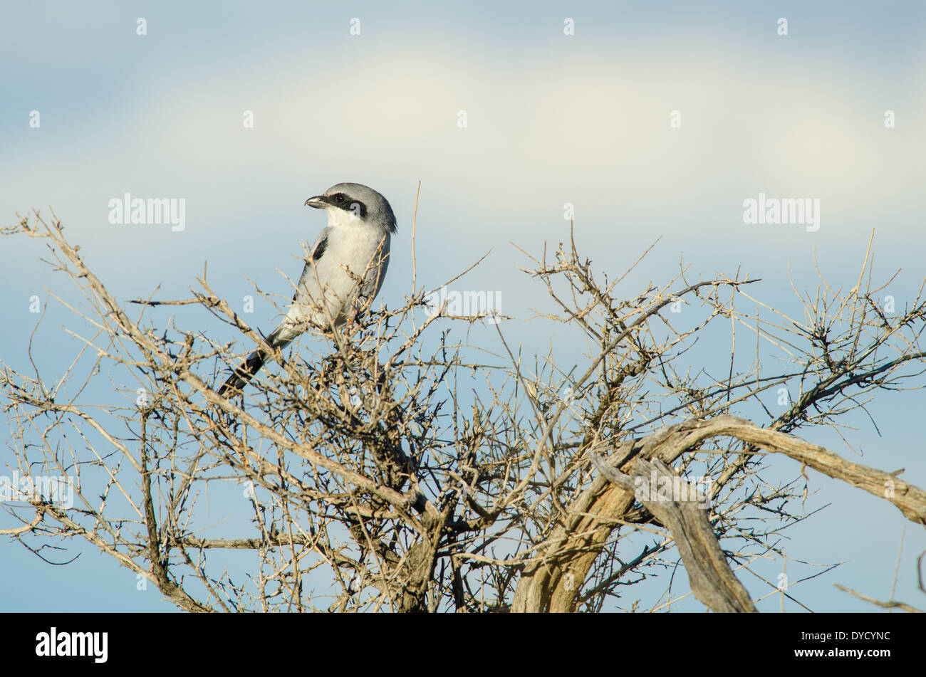 Loggerhead shrike lanius ludovicianus hi-res stock photography and ...