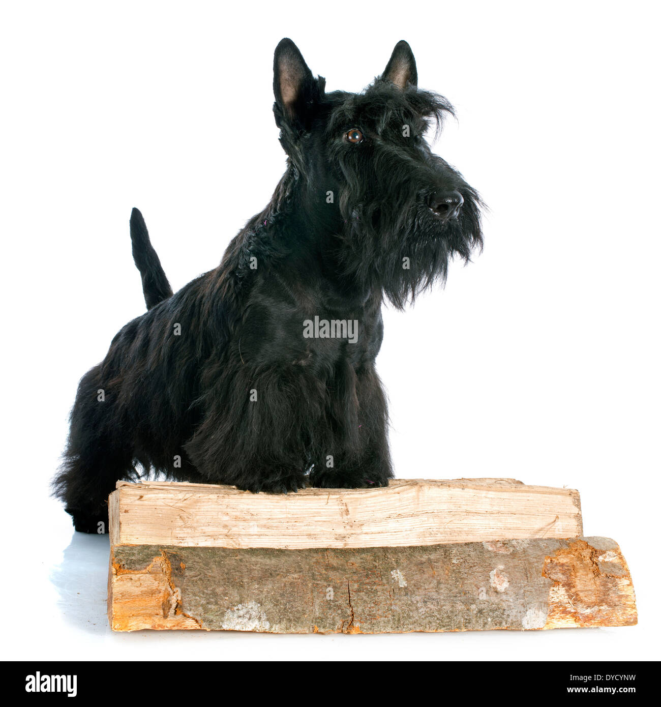 Scottish Terrier in front of white background Stock Photo - Alamy