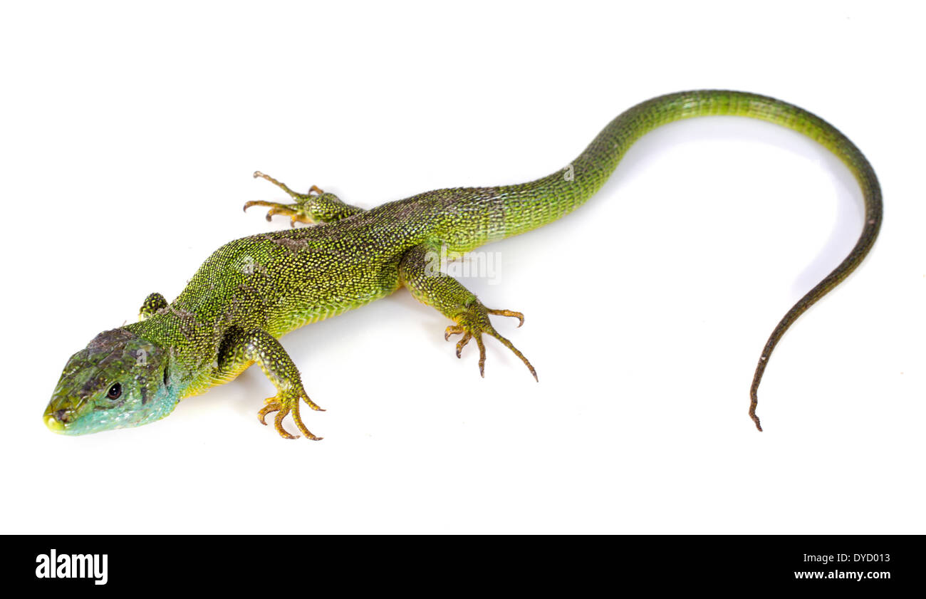 Lacerta bilineata Cut Out Stock Images & Pictures - Alamy