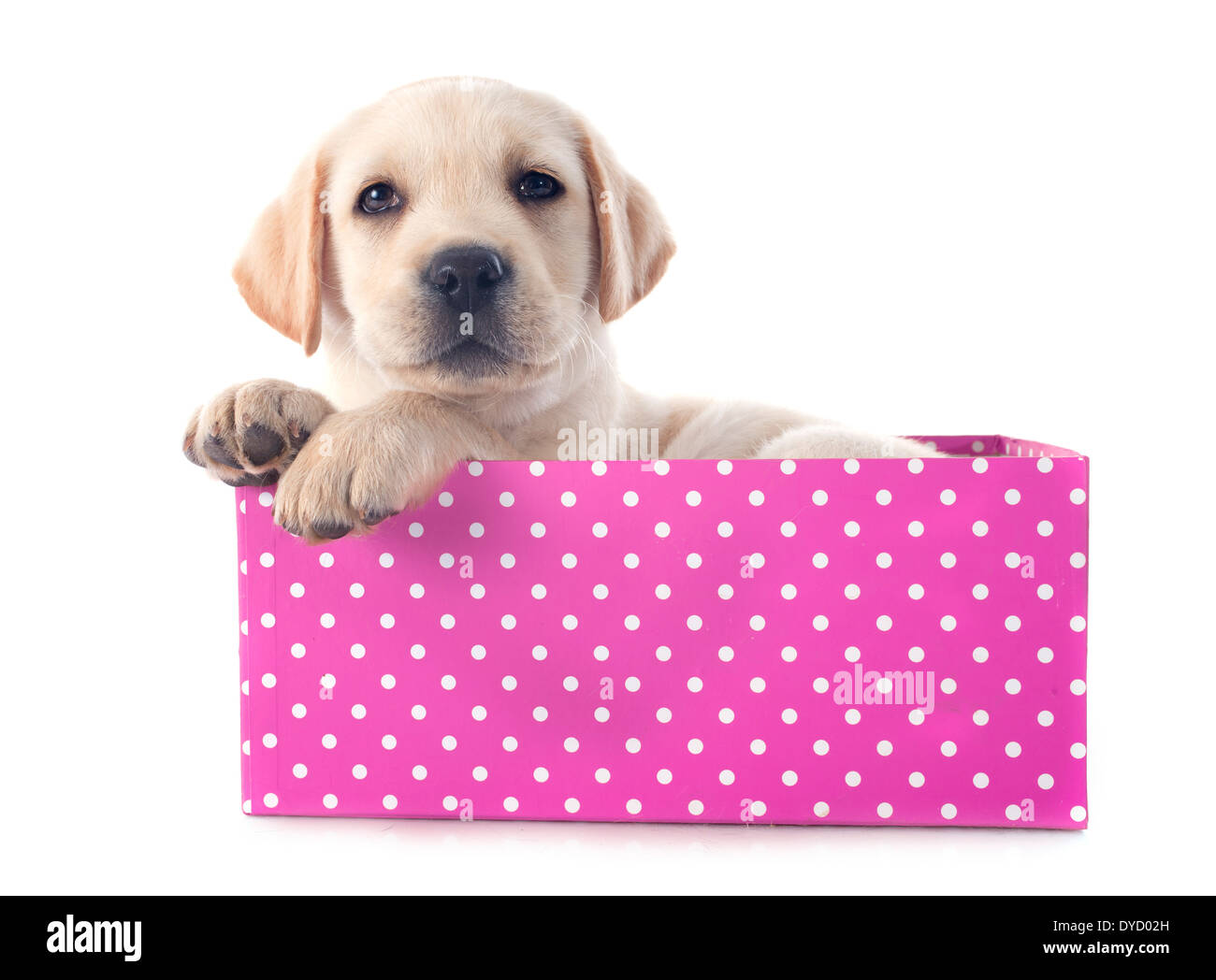 purebred puppy labrador retriever and box in a studio Stock Photo - Alamy