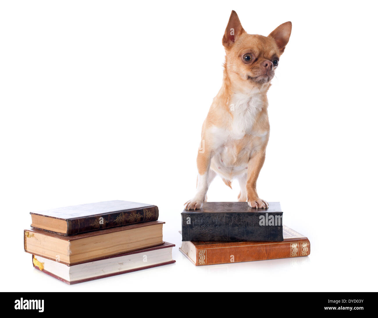 purebred chihuahua and books in front of white background Stock Photo ...