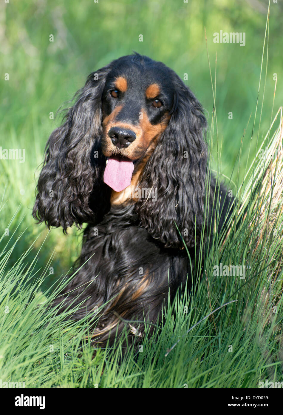 portrait of a purebred english cocker in the grass Stock Photo - Alamy