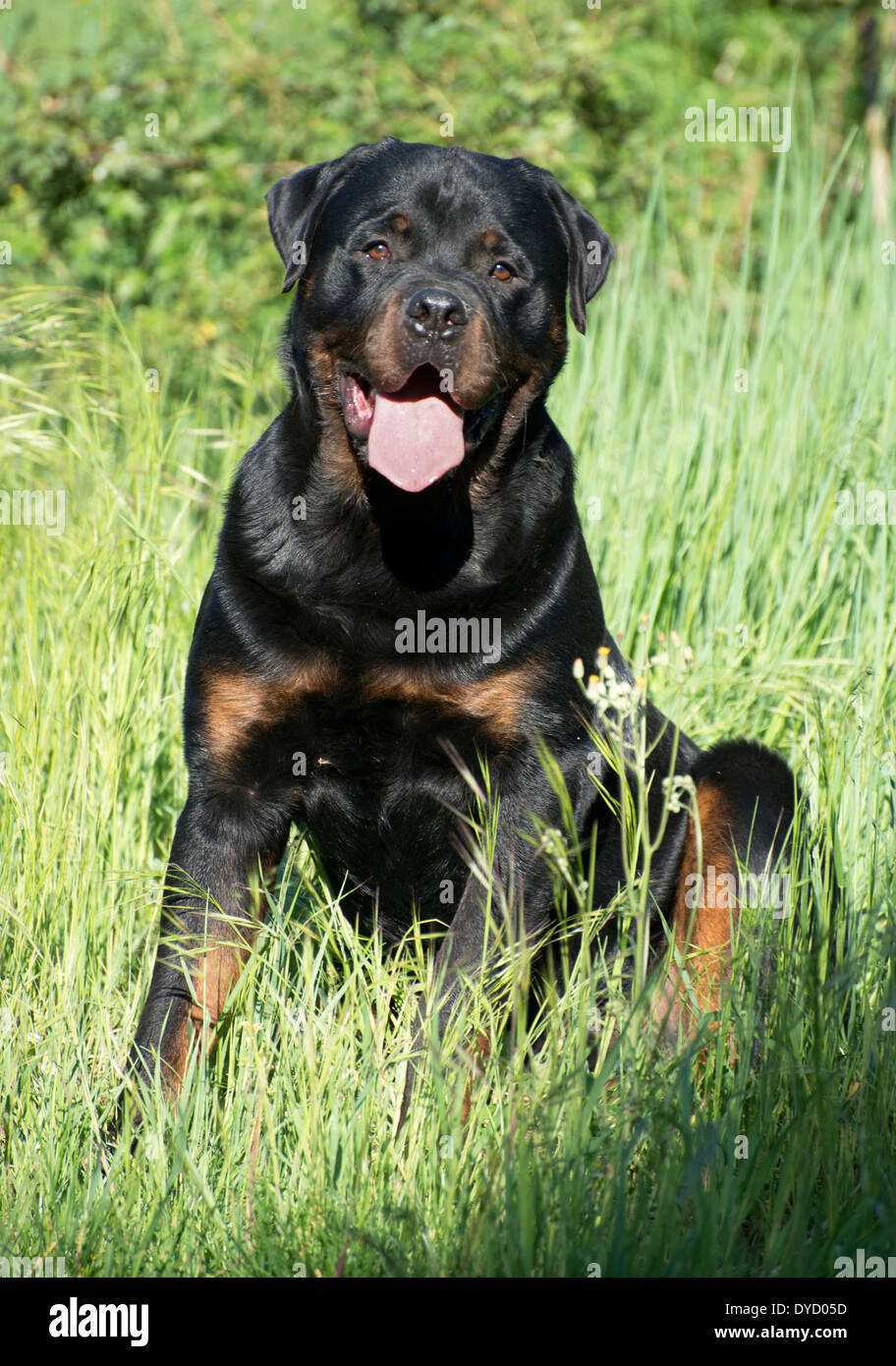 portrait of a purebred rottweiler in a garden Stock Photo - Alamy