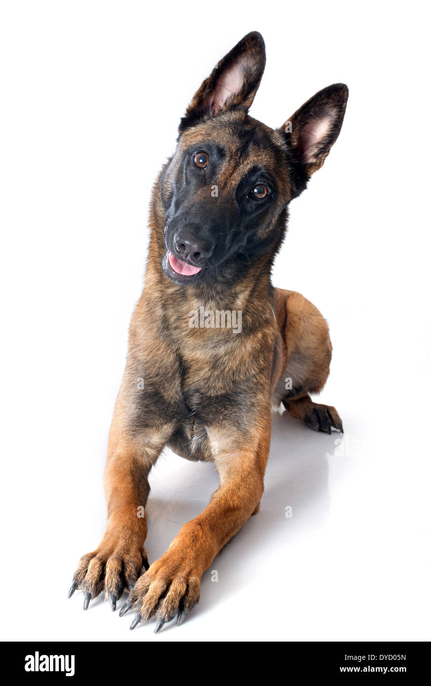 purebred belgian sheepdog malinois on a white background Stock Photo ...