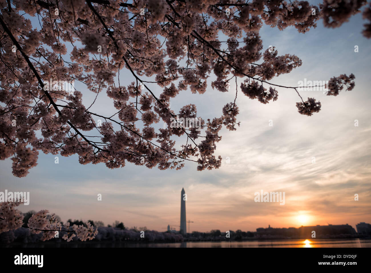 WASHINGTON DC - The flowering of thousands of cherry blossoms around ...
