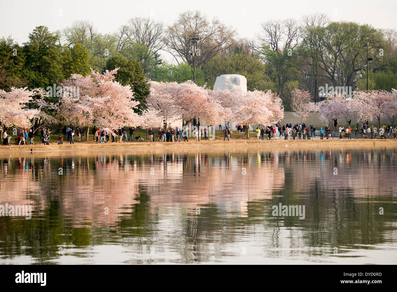 WASHINGTON DC — Cherry blossoms in full bloom surround the Martin ...