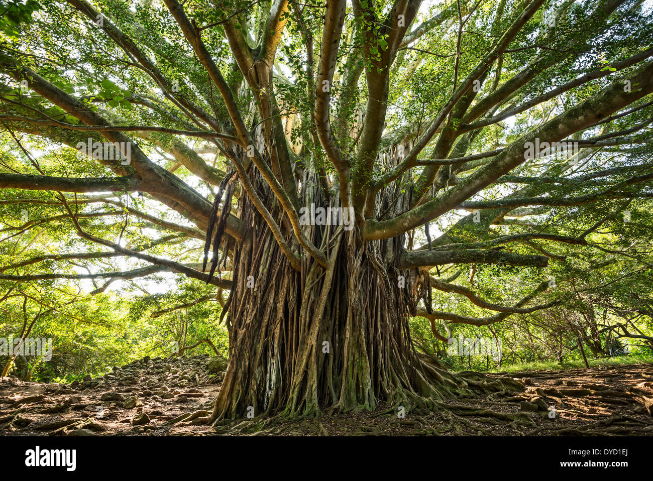 Banyan tree hi-res stock photography and images - Alamy