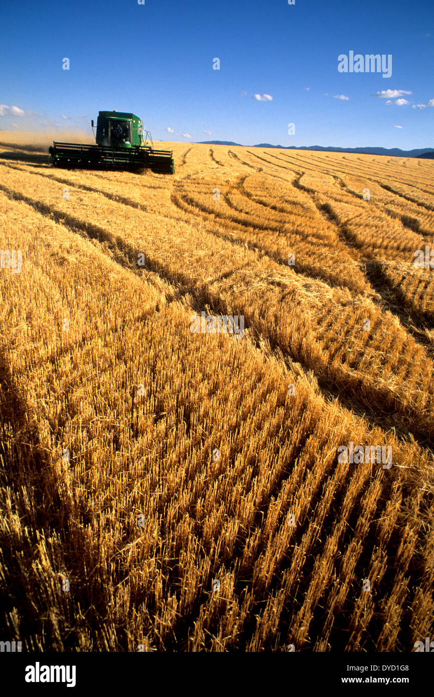 Winnowing barley hi-res stock photography and images - Alamy
