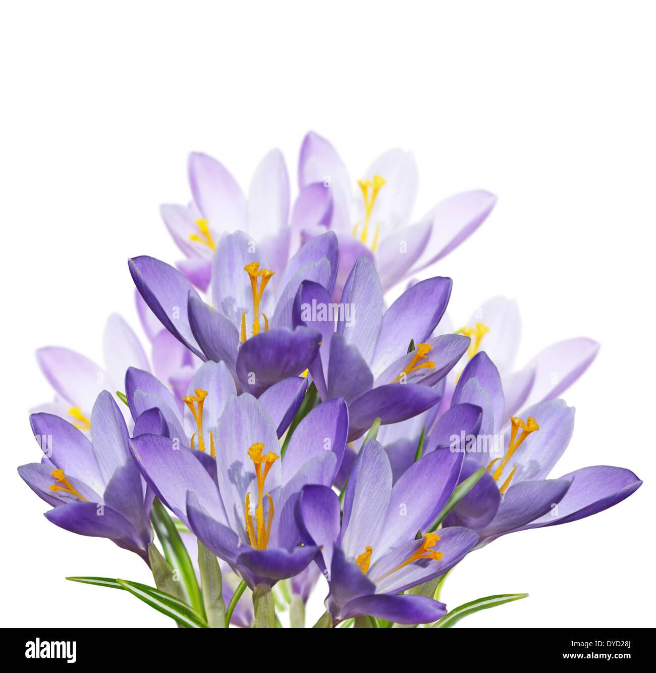Spring Crocus Flowers Isolated On White Background Stock Photo - Alamy