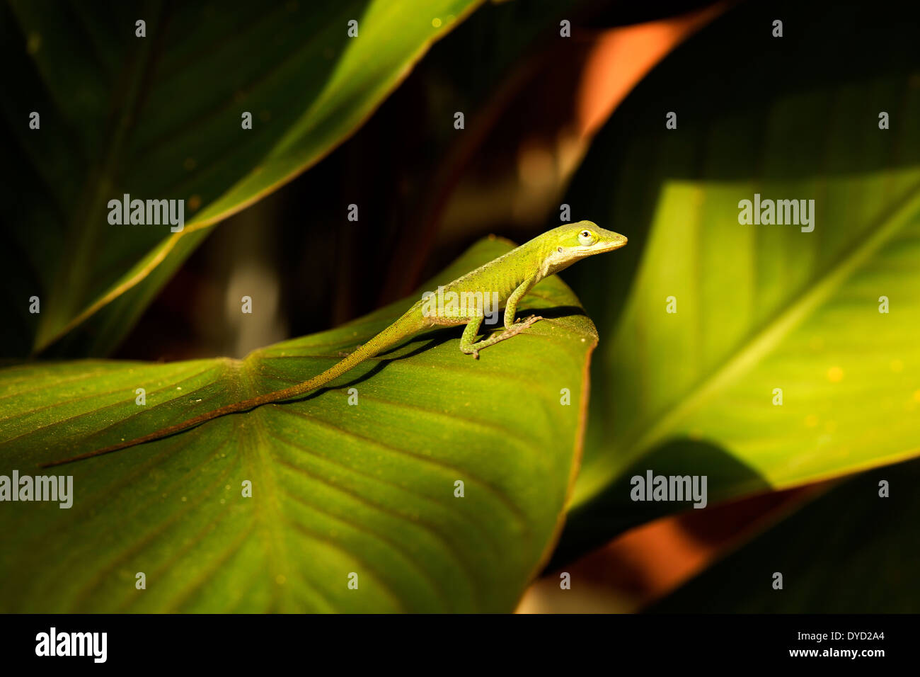 Green reptiles hi-res stock photography and images - Alamy