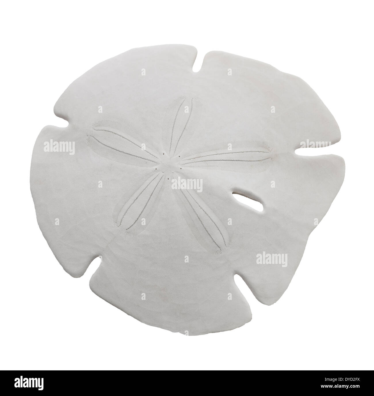 Sand Dollar Shell High Resolution Stock Photography and Images - Alamy