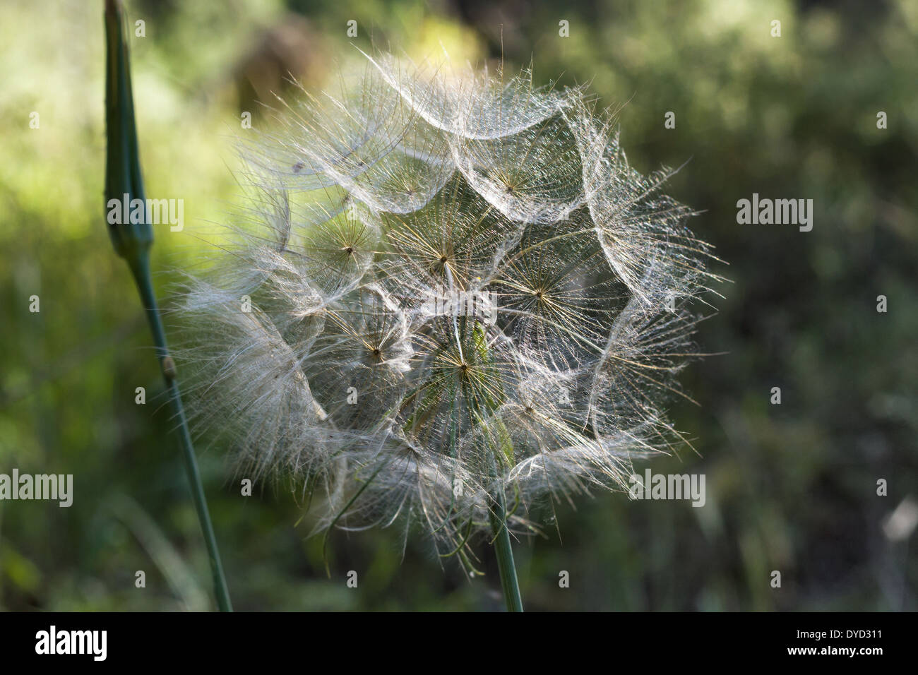 Beautiful photo of a giant wild dandelion in the forest Stock Photo - Alamy
