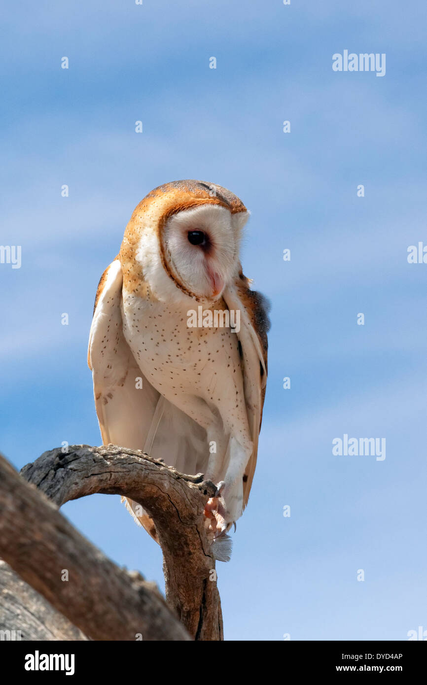 Barn Owl (Tyto alba Stock Photo - Alamy