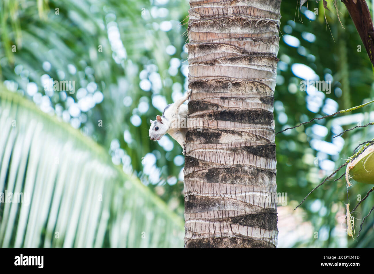 Variegated tree squirrel peeks around the trunk of a coconut palm tree ...