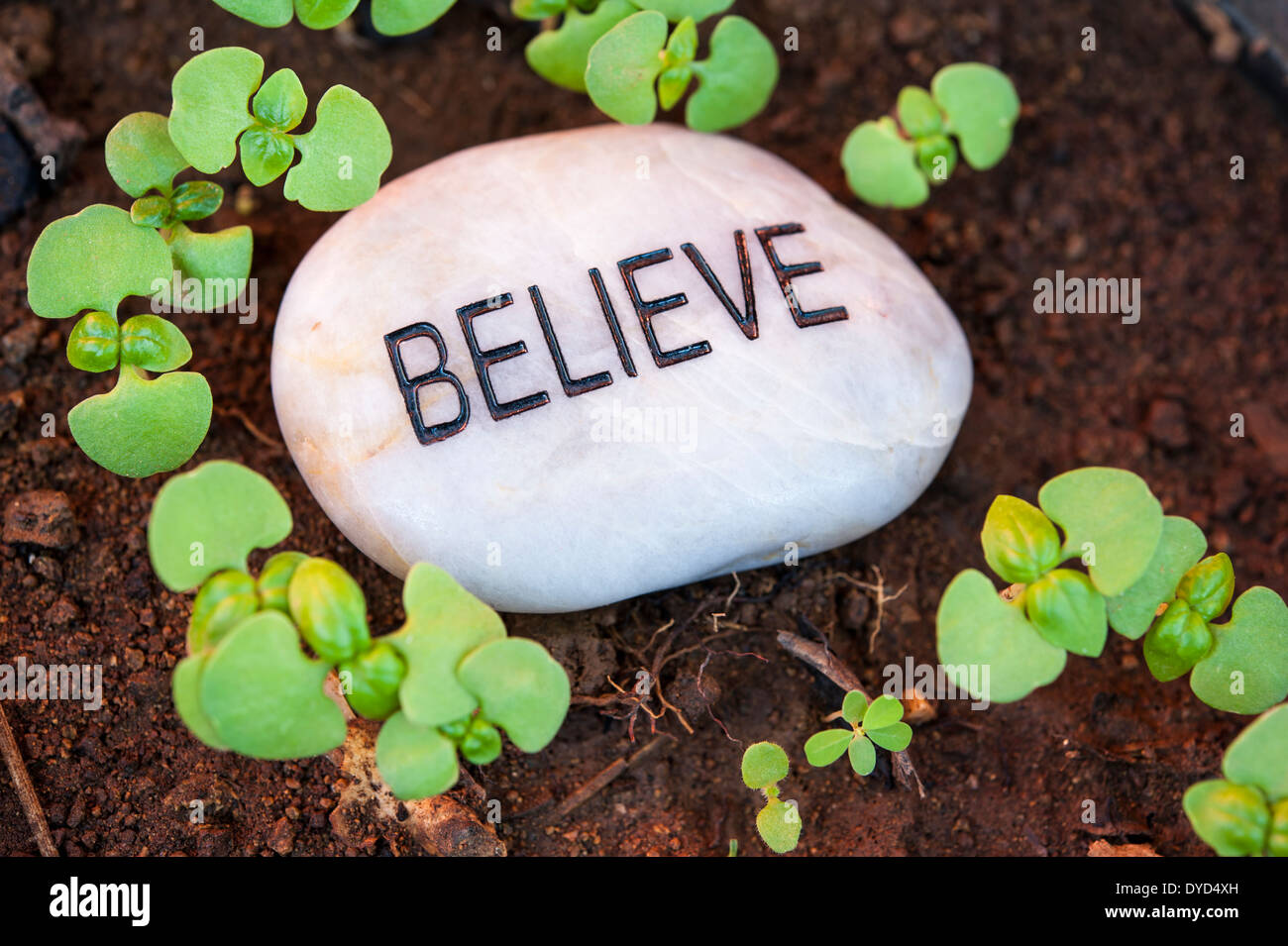 Sprouting plants surround a believe message rock Stock Photo - Alamy