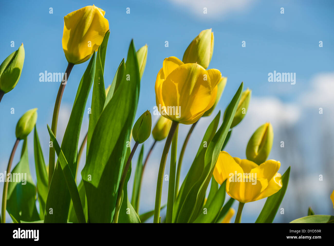 Landscape view of fully blossomed yellow tulips during the spring Stock ...