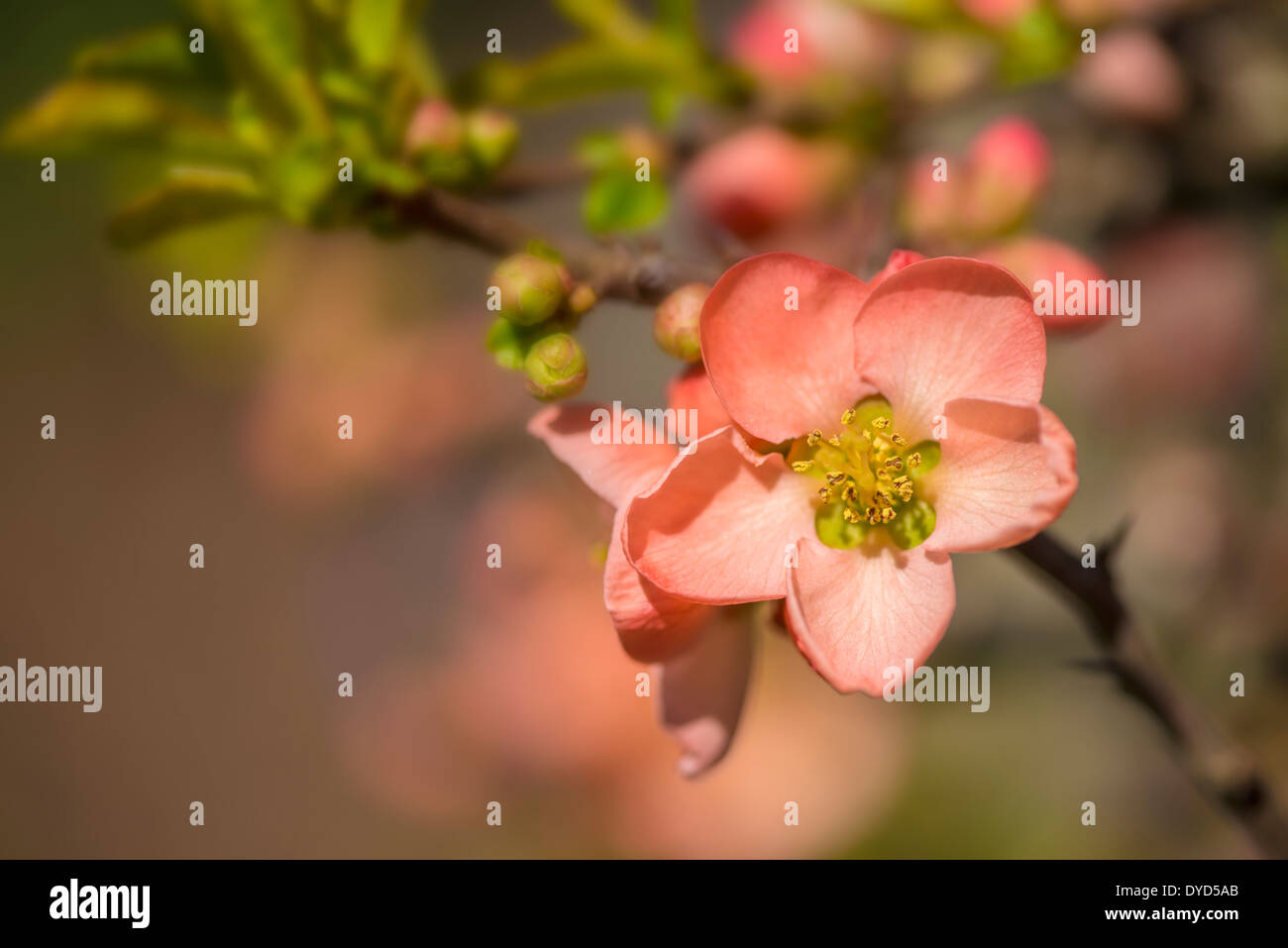 Beautiful close up landscape view of a salmon colored flower blooming ...
