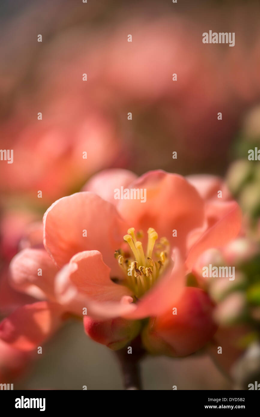 Beautiful close up portrait view of a salmon colored flower blooming in ...