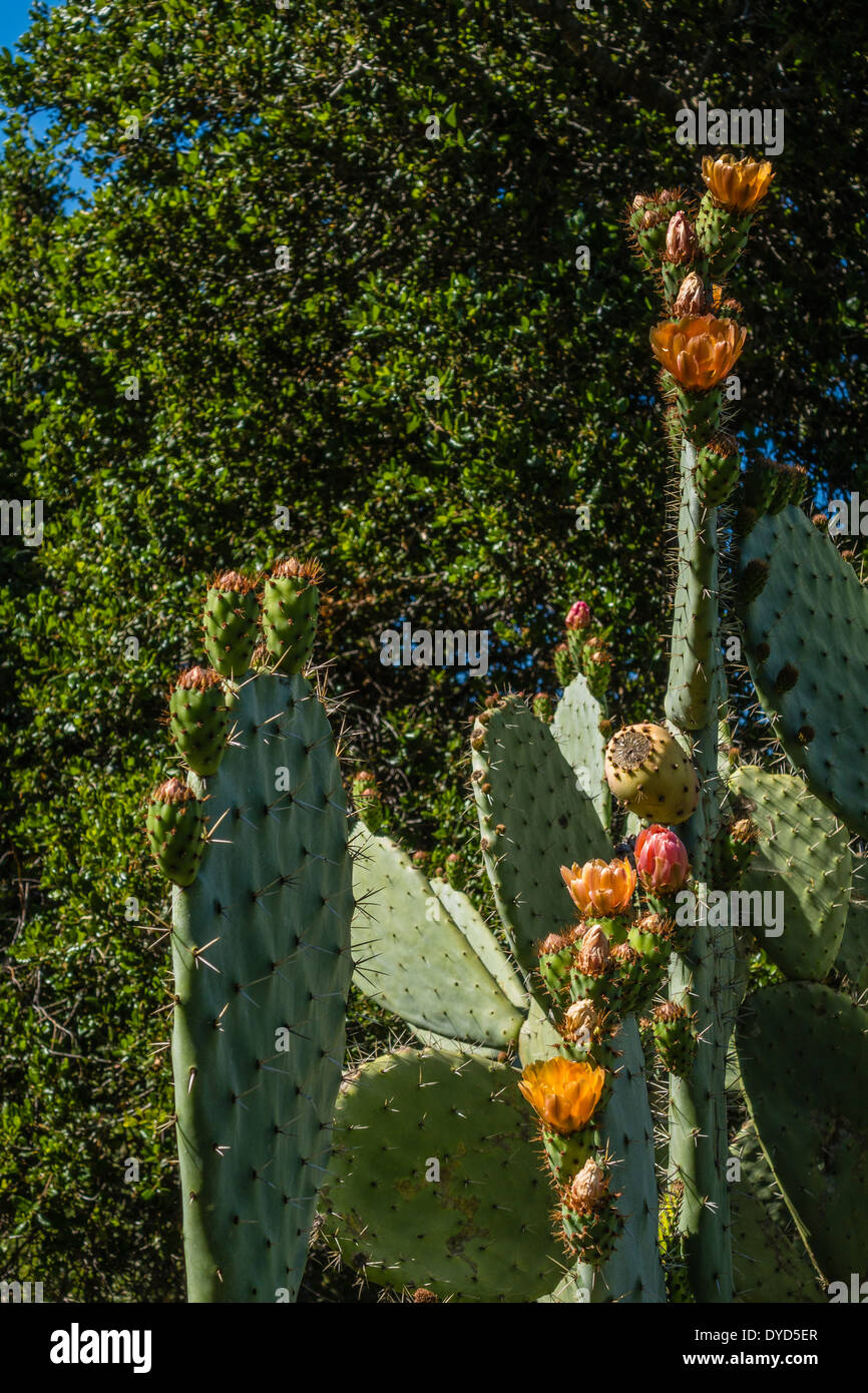 Orange flowering prickly pear cactus against dark shrubbery Stock Photo ...