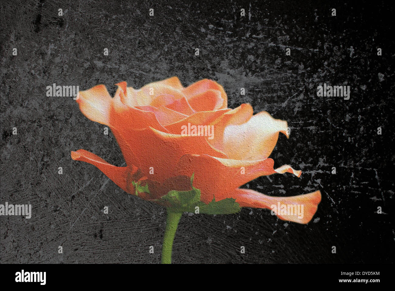 beautiful red rose flower over dark background, abstract scratched ...