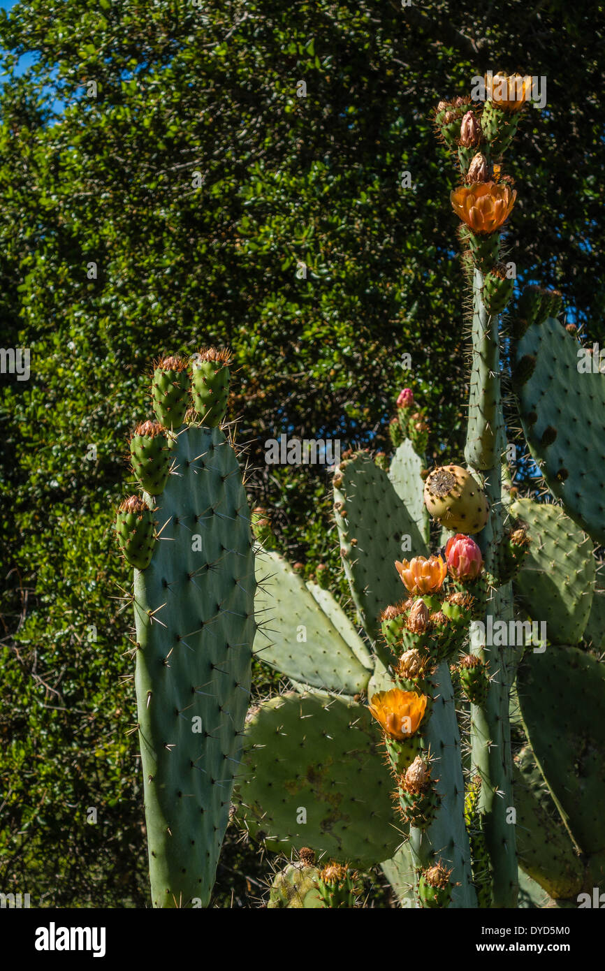Orange flowering prickly pear cactus against dark shrubbery Stock Photo ...