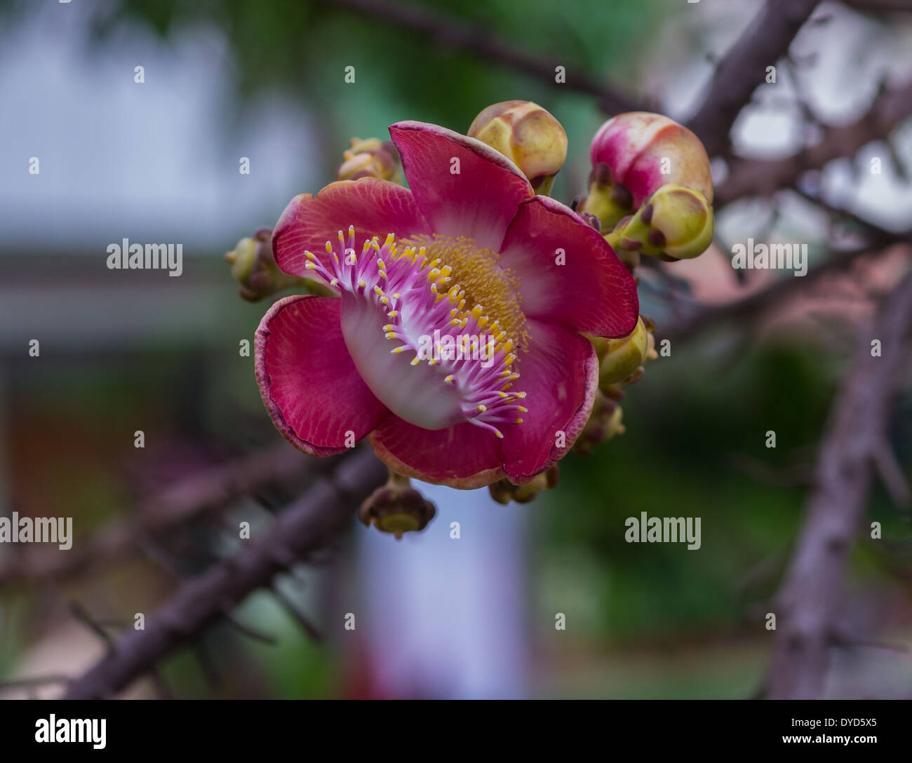 Flower on a Cannonball Tree Stock Photo - Alamy