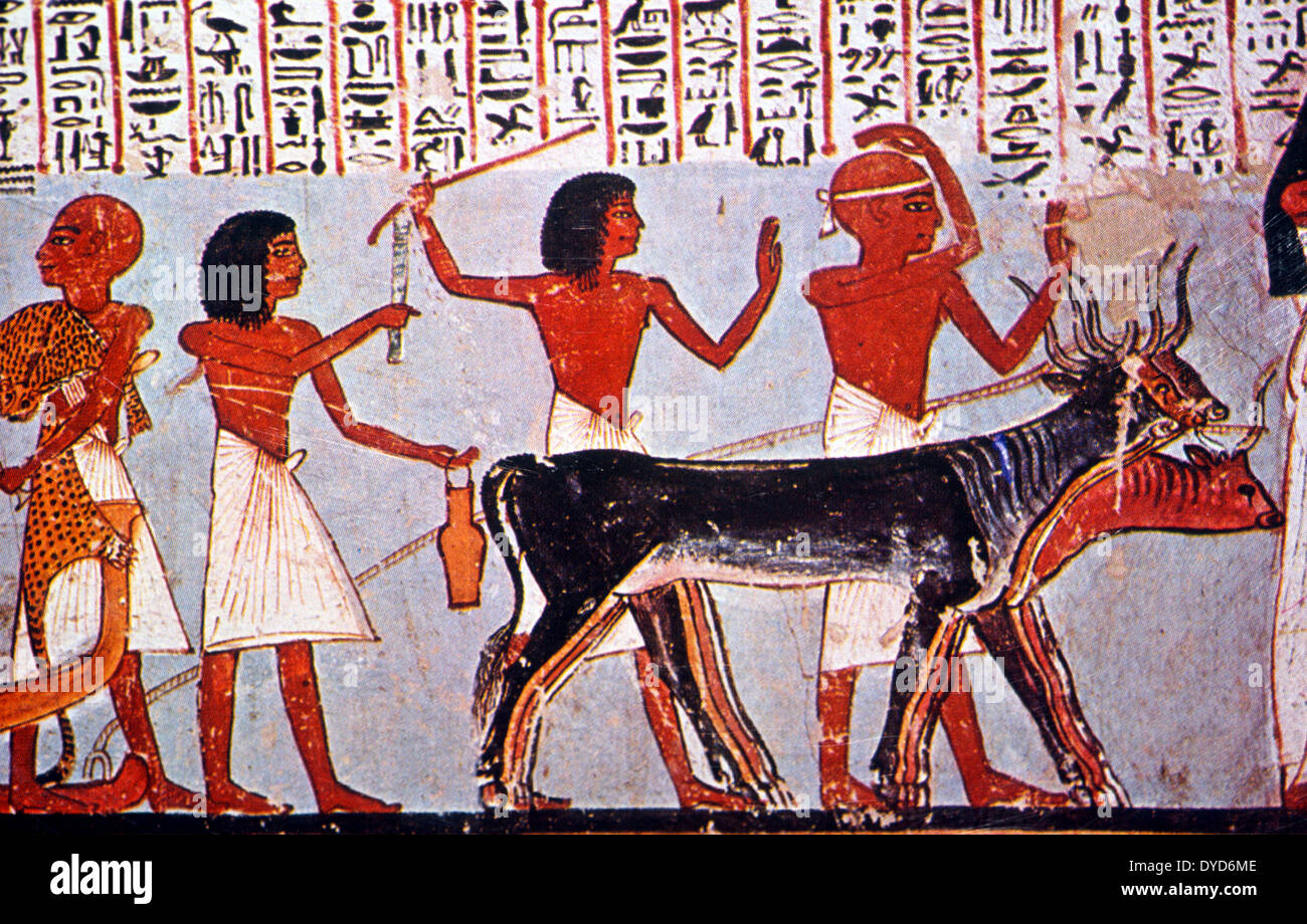 Rural scene with cattle, Pharaonic mural Valley of Kings, Luxor, Egypt ...
