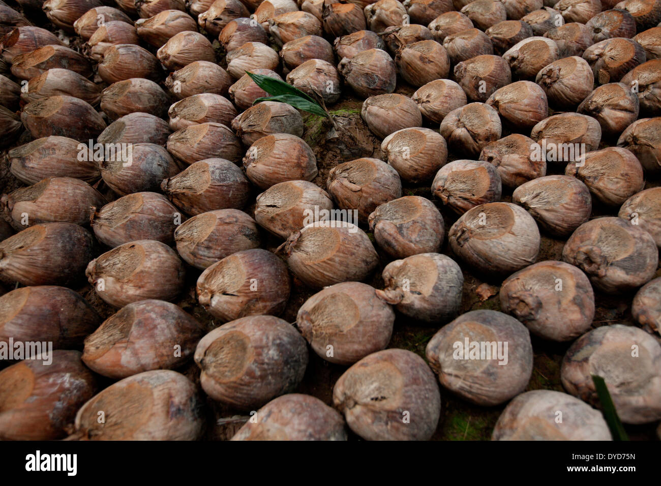 Ben tre coconut hi-res stock photography and images - Alamy