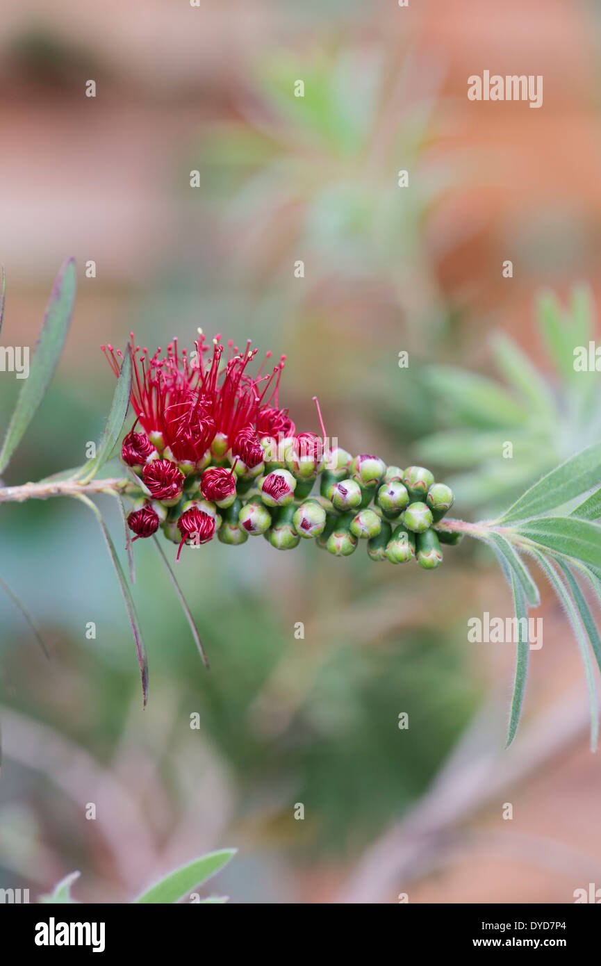 Callistemon Little John
