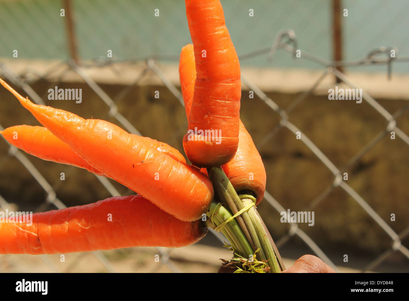 Full of carrots hi-res stock photography and images - Alamy
