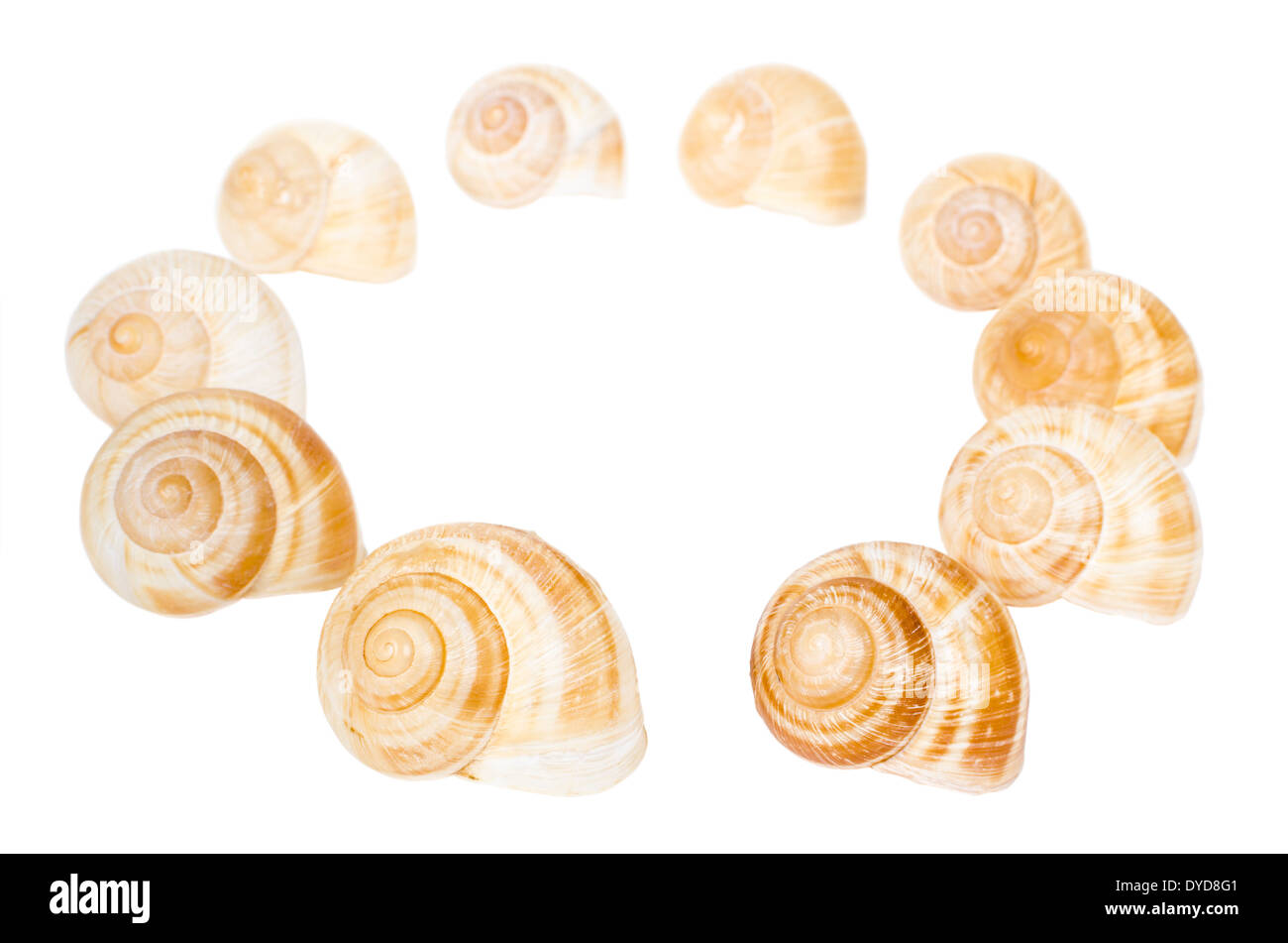 Circle of the spiral shells isolated on white background Stock Photo ...
