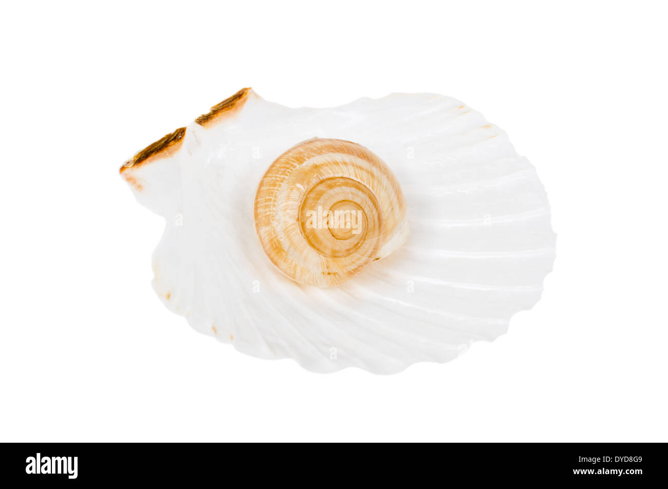 Beige spiral shell in ocean shell isolated on a white background Stock ...