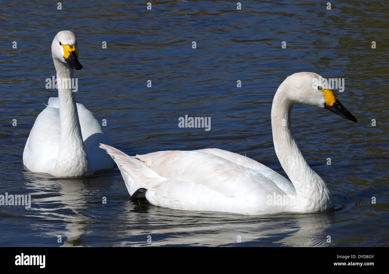 Pair of Bewick swans, Cygnus Columbianus Stock Photo - Alamy