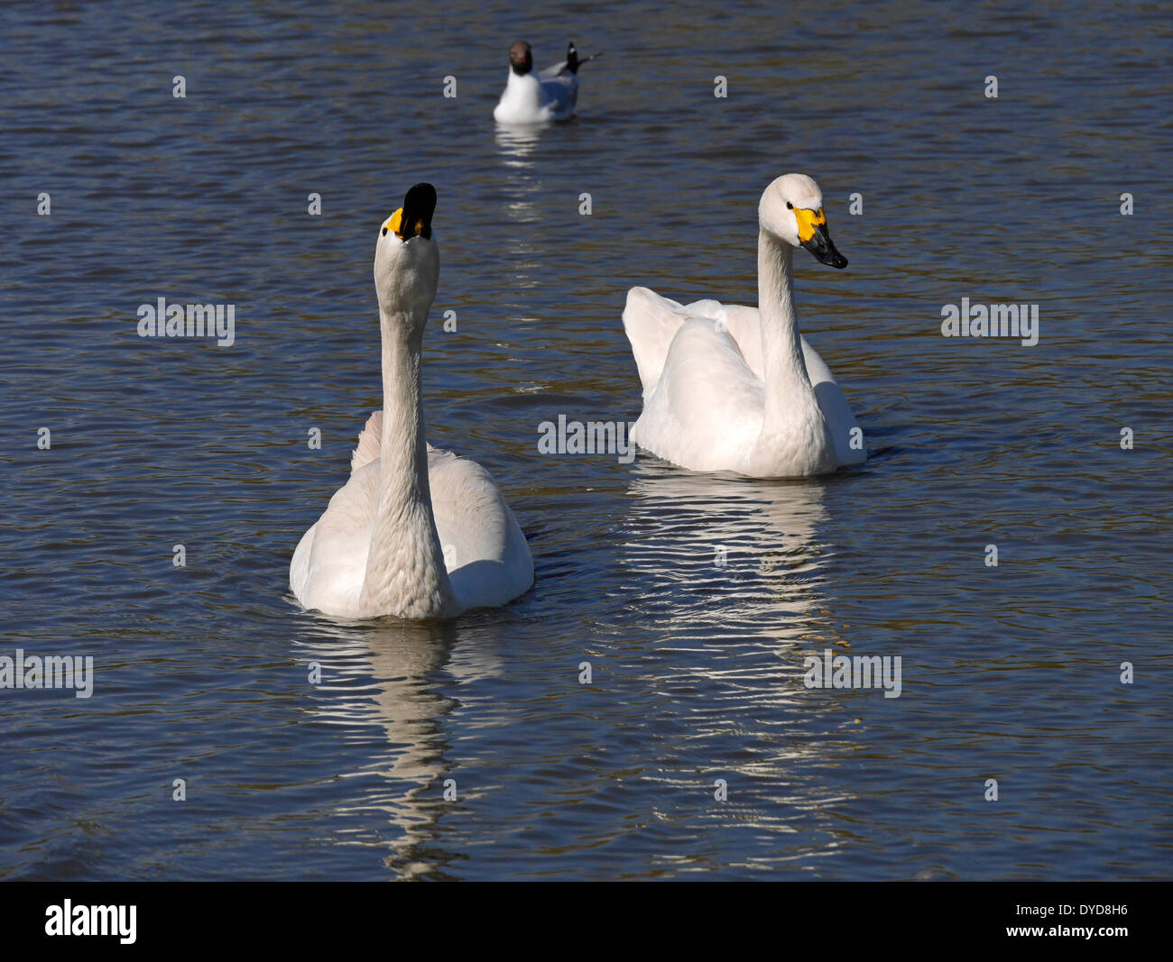 Pair of Bewick swans, Cygnus Columbianus Stock Photo - Alamy