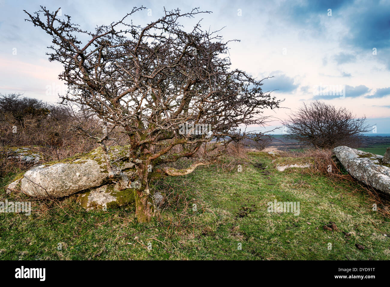 Stunted trees hi-res stock photography and images - Alamy